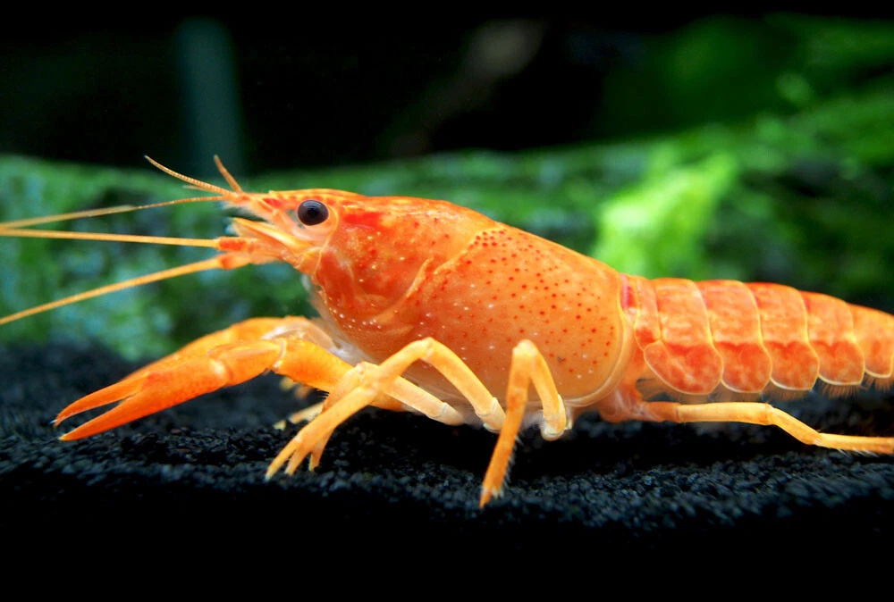 Crayfish In Tank
