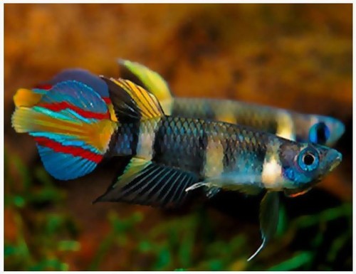 6 Rocket Killifish TANK BRED! HIGH QUALITY!! (Banded panchax) Killifish rocket | eBay