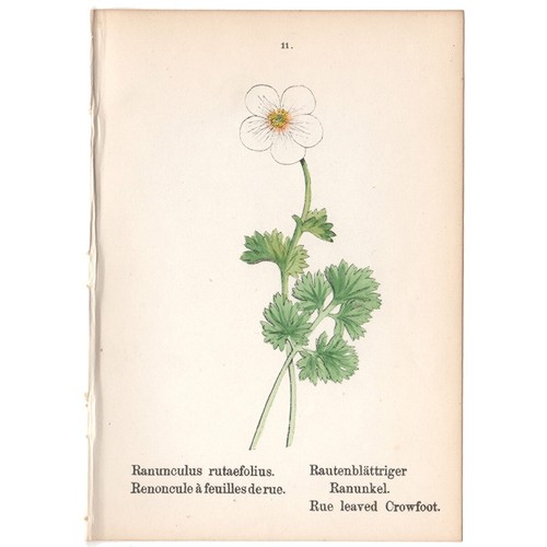 Mini antique botanical print 1879 hand-colored lithograph 11 Rue leaved ...