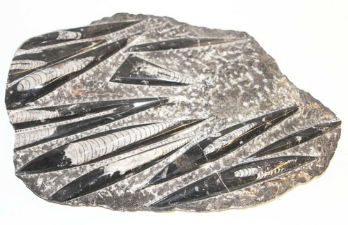 Orthoceras Fossil Plate Large 12" High Polish Cephalopod Squid Marine ...