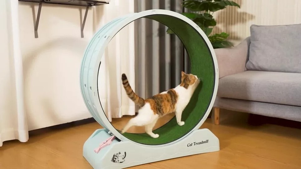 Cat Exercise Wheel Plastic Running Wheel Cat Toys Indoor Cat Treadmill ...