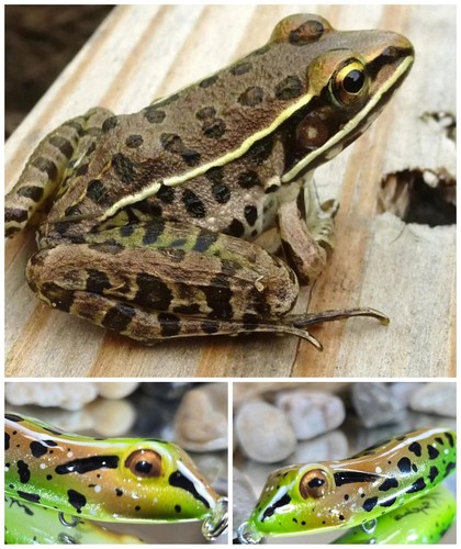 Whopper Plop Frog Top Water Prop Bait 3.6 inch | eBay