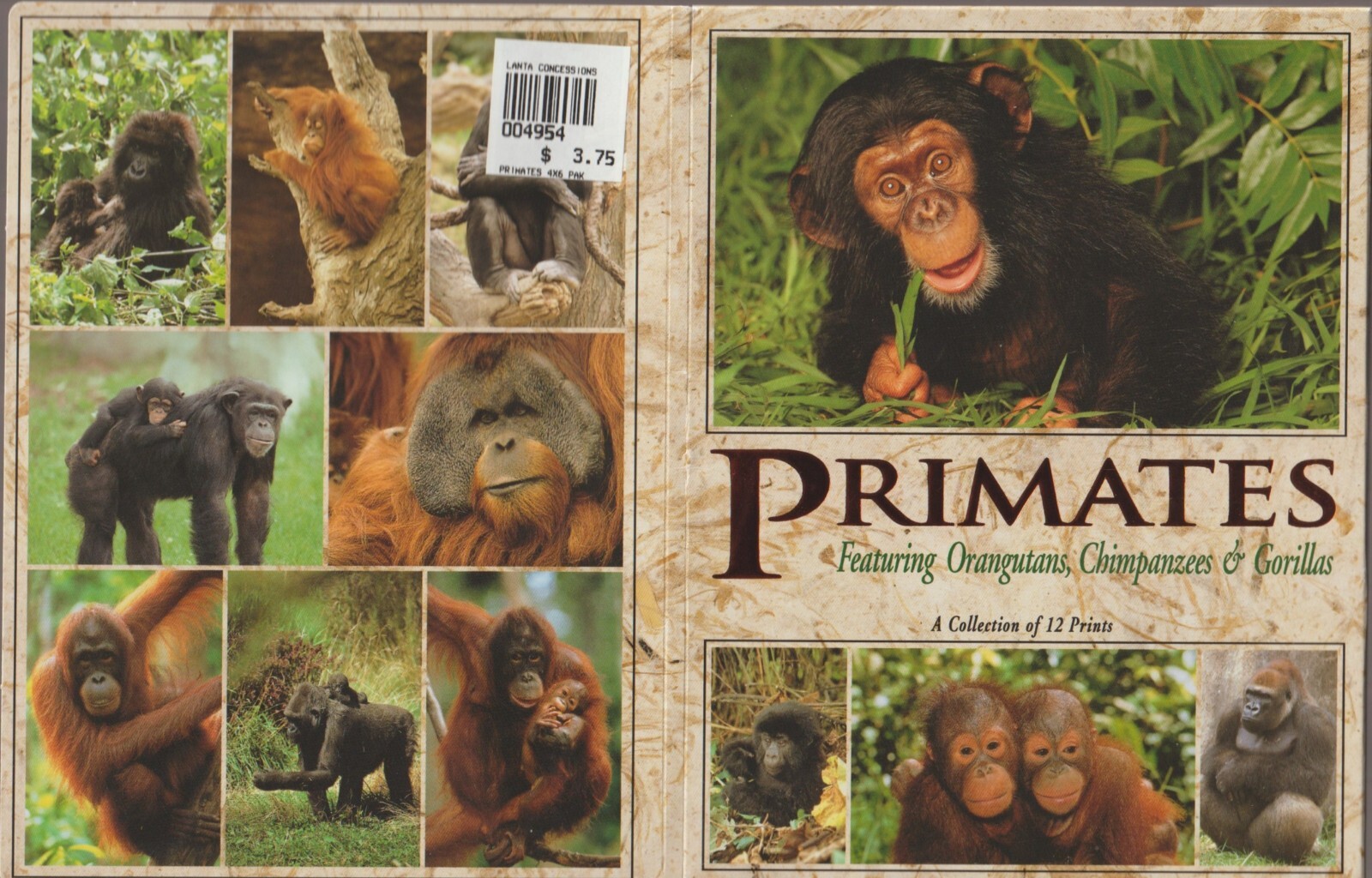 PRIMATES - A COLL. OF 12 POSTCARD PRINTS FEATURING GORILLAS, CHIMPS ...