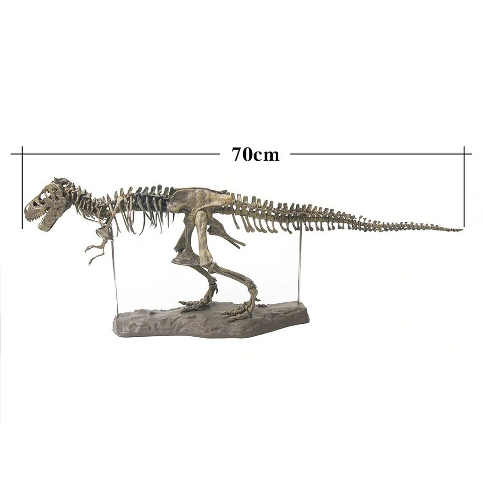 Tyrannosaurus Rex Assemble Skeleton Large Dinosaur Fossil Skull Animal ...