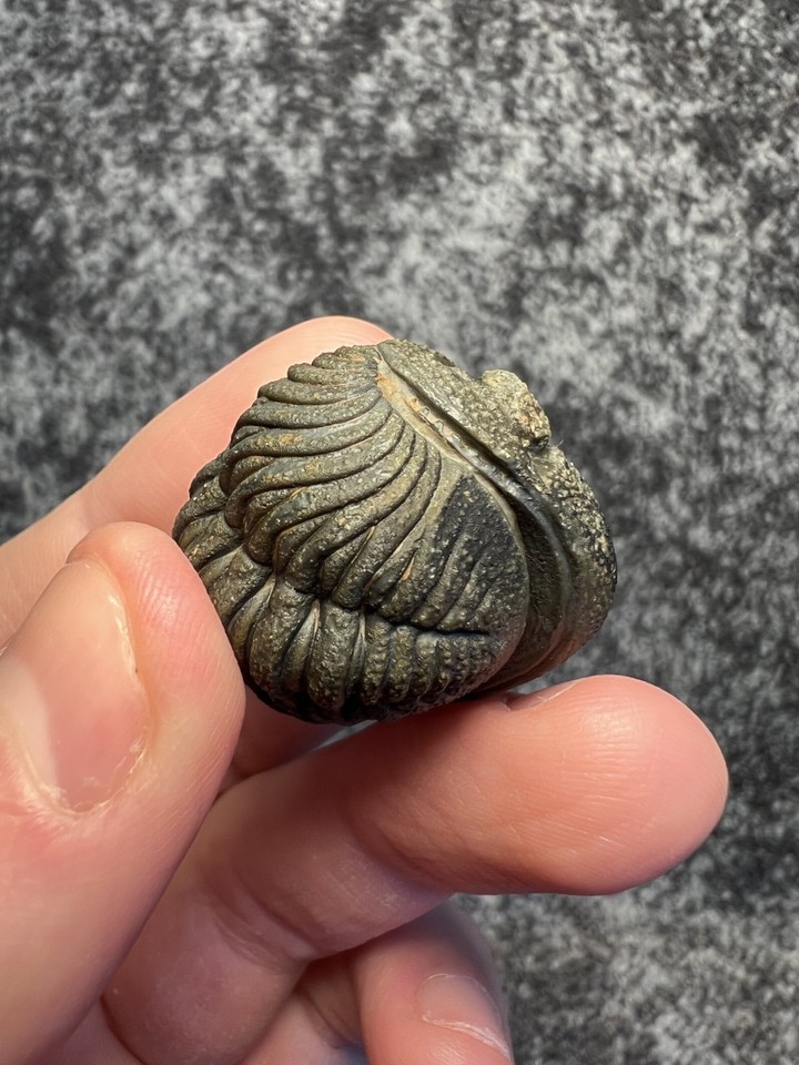 Moroccops sp. Trilobite Fossil – Detailed Collector Specimen | eBay