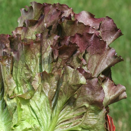 Lettuce- Ruby Red, 115 seeds | TSC: Heirloom & OP seeds, non-GMO ...