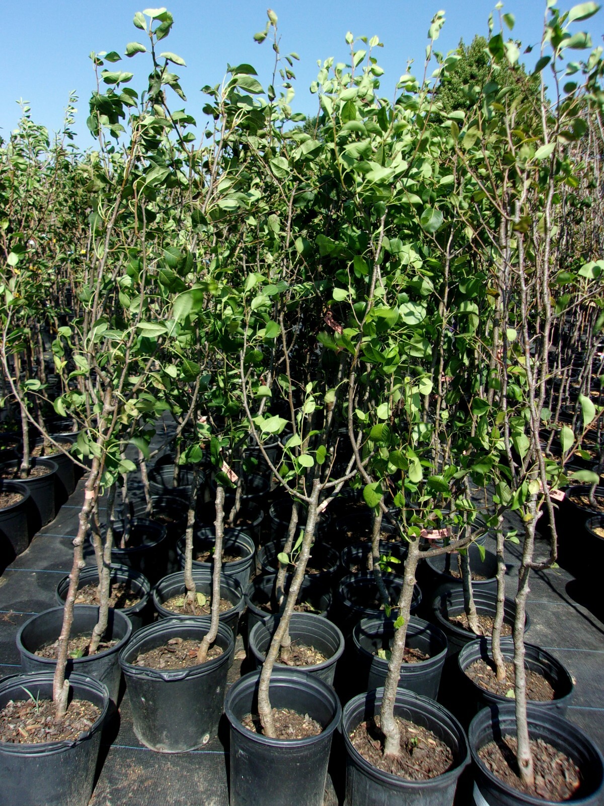 MAGNESS PEAR 4-6 FT Tree PEARS FOR BAKING Plant Healthy Fruit Trees ...