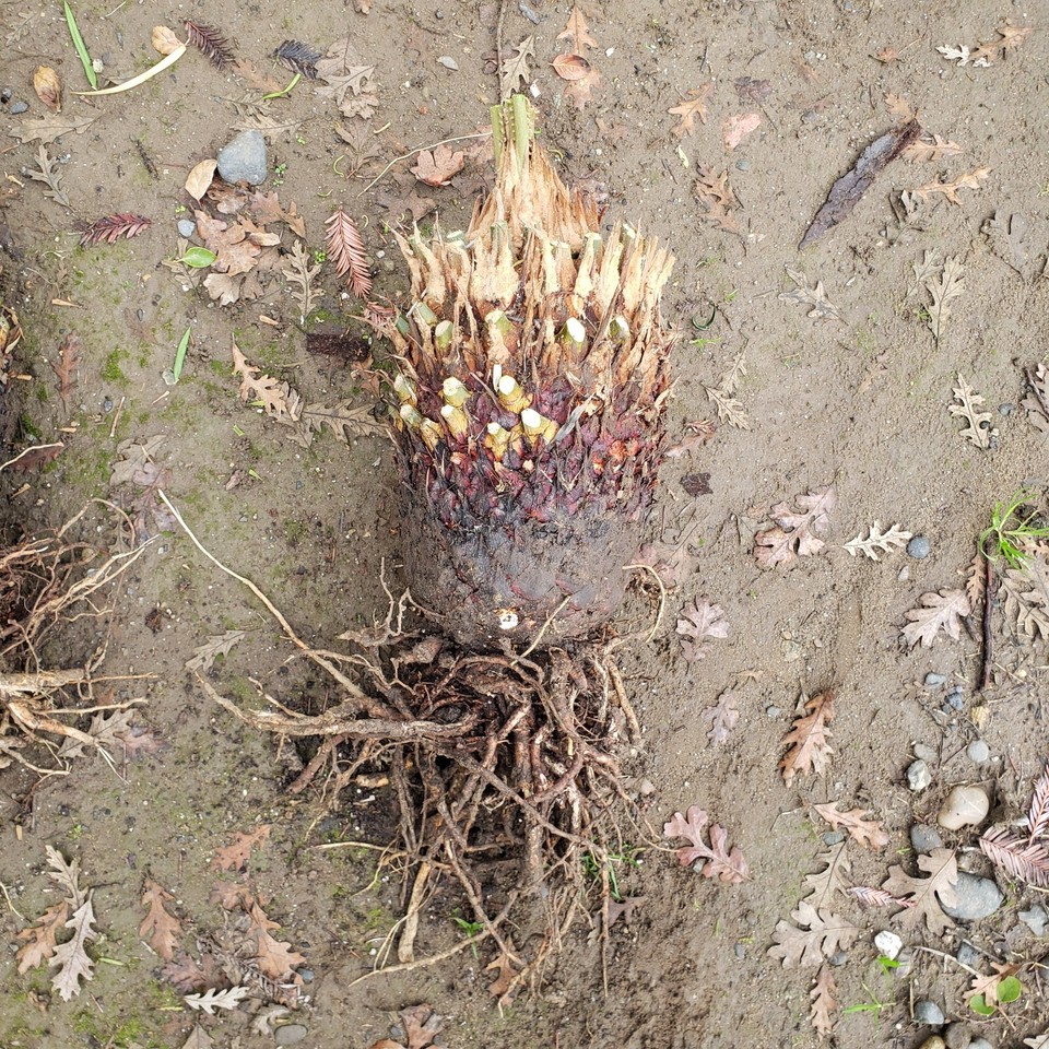 King Sago Palm Live Bare Root Plant Cycad Revoluta Large 10-12" Trunk ...