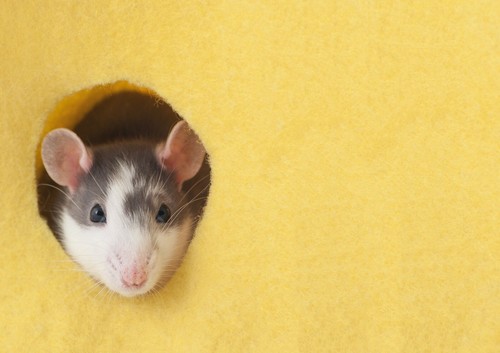 A4| Cheeky Rat Poster Print Size A4 Mouse Mice Rodent Animal Poster ...