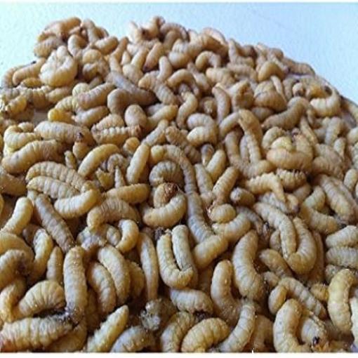500 Live Wax Worms Bee Moth Live Bait Ice Fishing Reptile Food waxworms ...