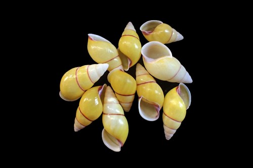 Sea shell - Amphidromus quadrasi solidus cadaraman palwanensis- 28-39mm (10pcs.) | eBay