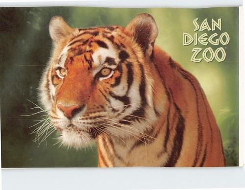 Postcard Tiger San Diego Zoo California USA | eBay