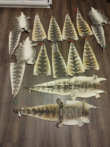 Lot of 13 Natural American Alligator Hides | eBay