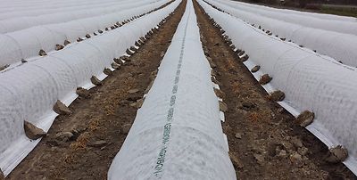 Agribon AG-19 Plant Cover - Frost, Insect, & Sun Protection - 83" x 100 ...