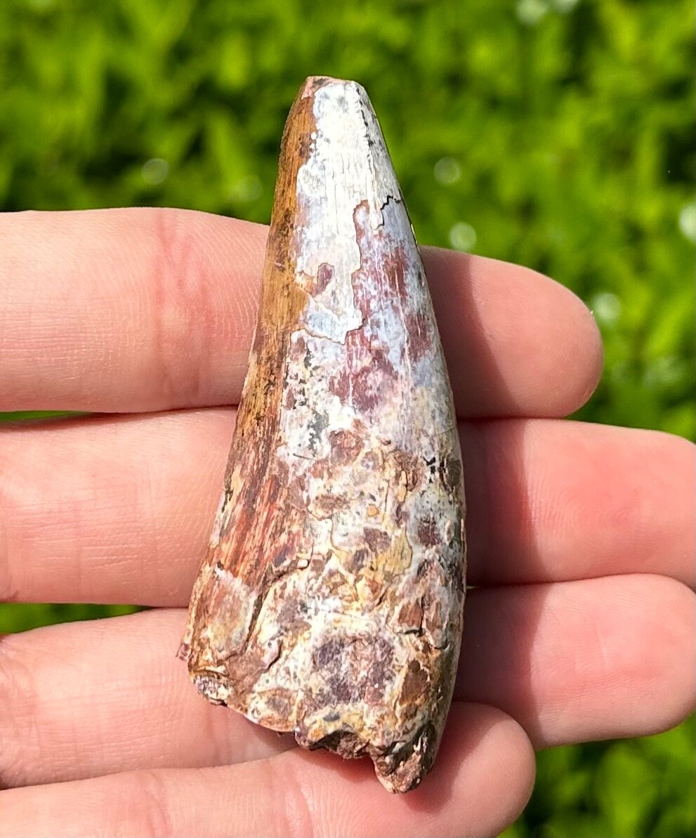 Phytosaur Phytosaur Fossil Collection