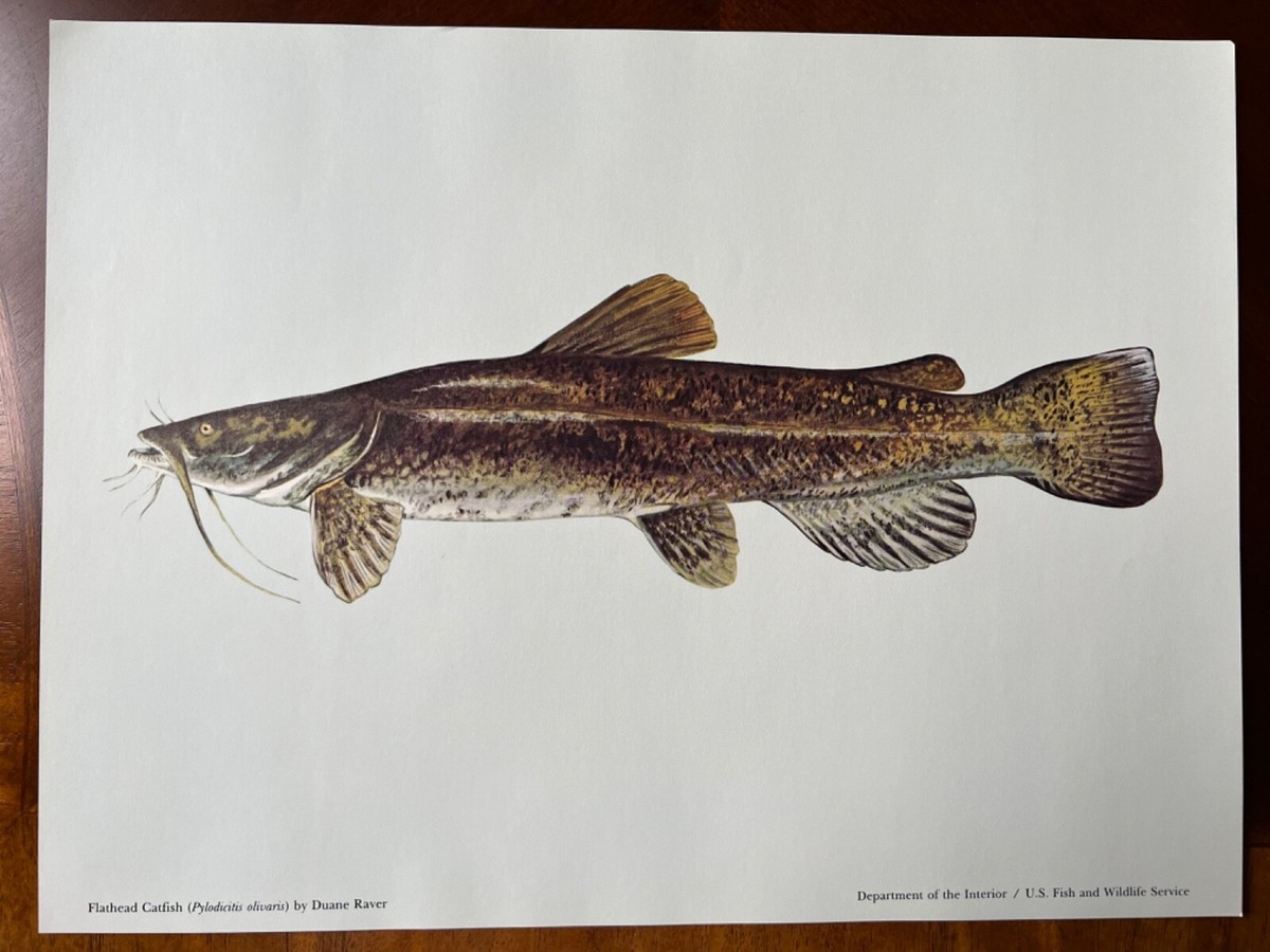 Flathead Catfish Drawings