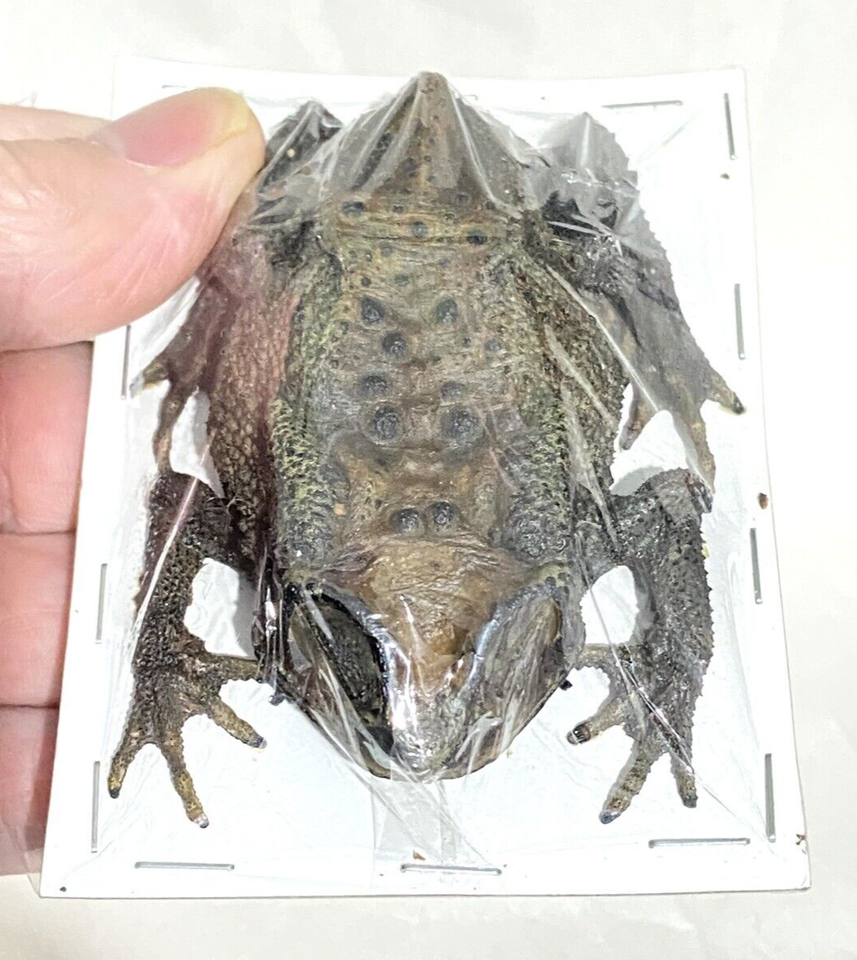 Real Toad Taxidermy . Asian Common Species. Preserved For Display ...