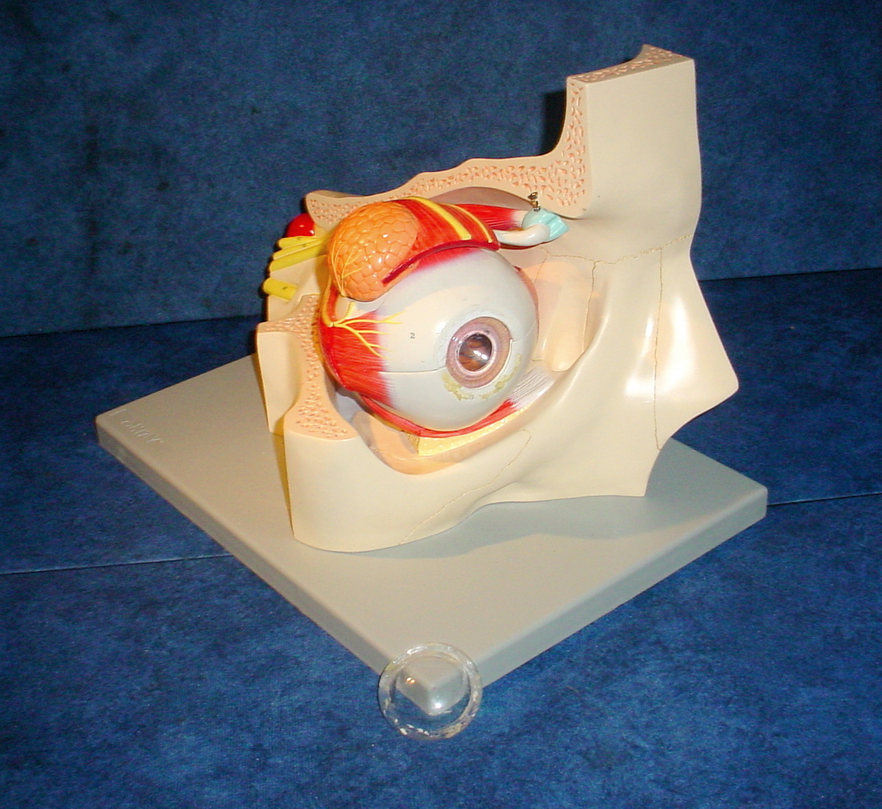 Altay Scientific Eye with Orbit Model - 5 Times Normal Size #3 | eBay