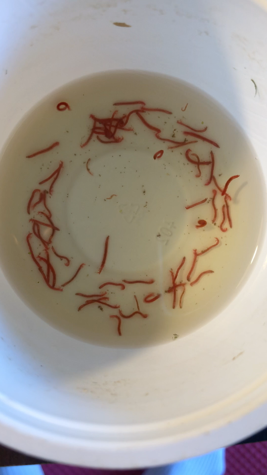 Live Food - Freshwater Bloodworms | eBay