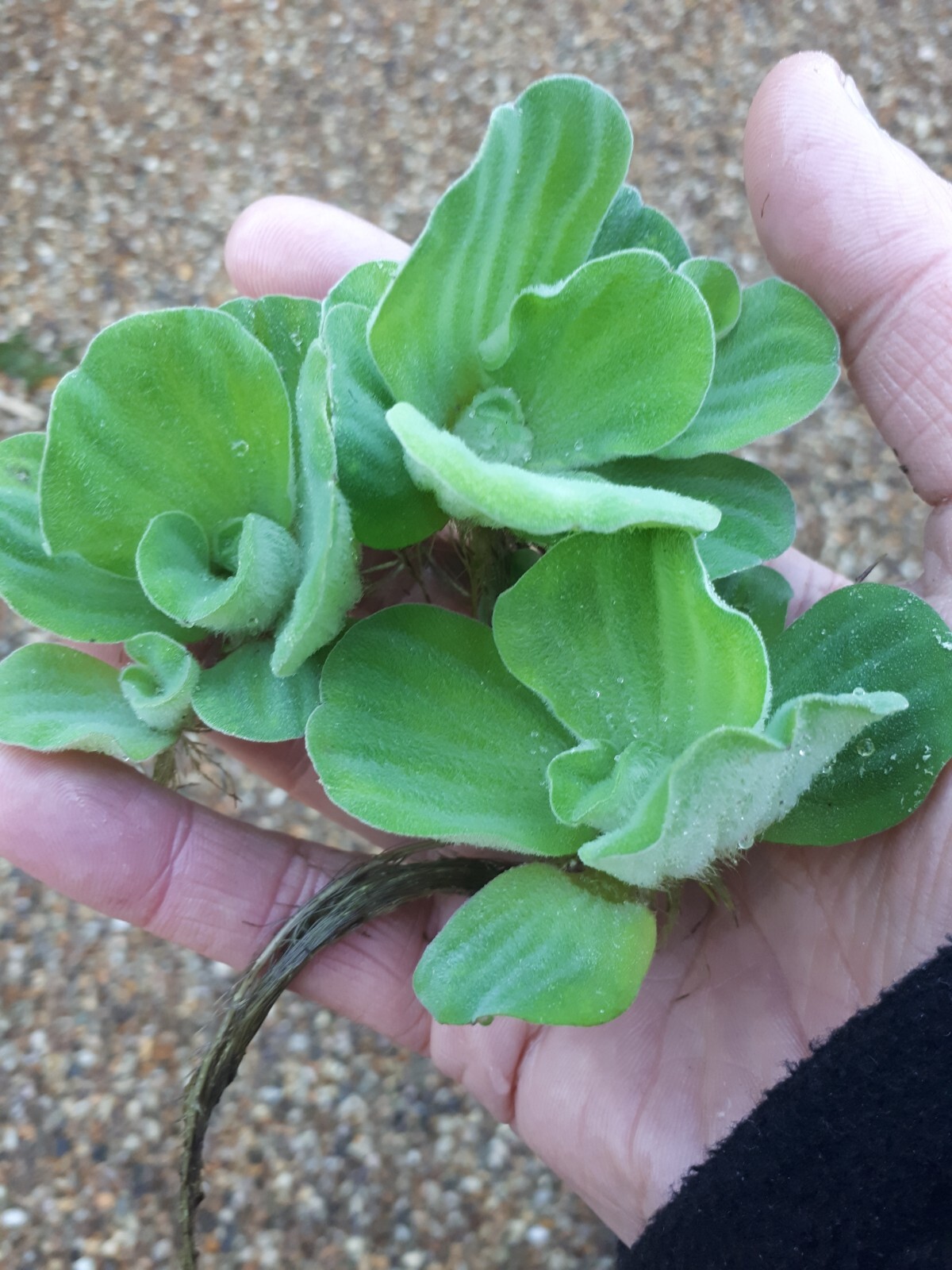 3 x Water Lettuce floating Pond Plant Pistia stratiotes FREE POSTAGE | eBay