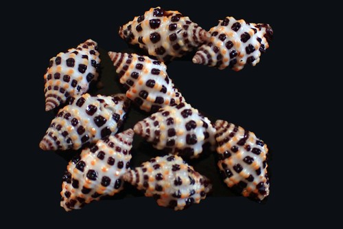 Tatskieshells- Engina lauta - 12-13mm ( 9 pcs.) | eBay