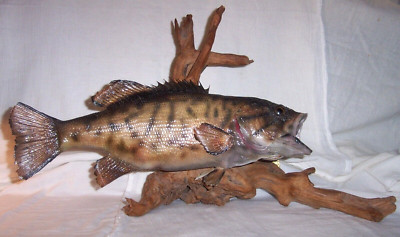 Vintage Smallmouth Bass Fish Taxidermy , Skin Mount on Driftwood , 22 ...