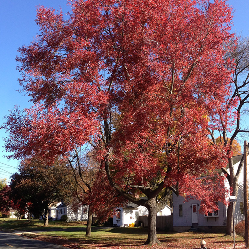 Acer rubrum 'Summer Red' | Red Maple Tree | Ornamental Tree | 5-6ft ...