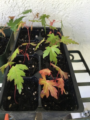 8 2" Tall Japanese Maple Seedlings Pre-Bonsai Acer Palmatum | eBay