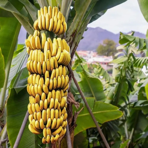 50 pcs banana tree seeds Tropical plant Delicious sweet fruit | eBay
