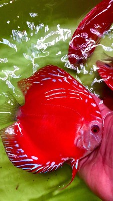 Pack of 1 Live Discus Fish - Red Raffalisa Discus - Size 4.5 - 5in -USA ...