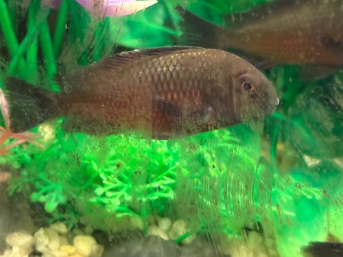 2"+ "Firecracker" Tropheus Moliro Stunning Live African Cichlid | eBay