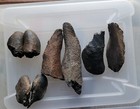 8 TOP QUALITY HOOF CORES FLORIDA FOSSILS ICE AGE EXTINCT BONES TOOTH FL ...