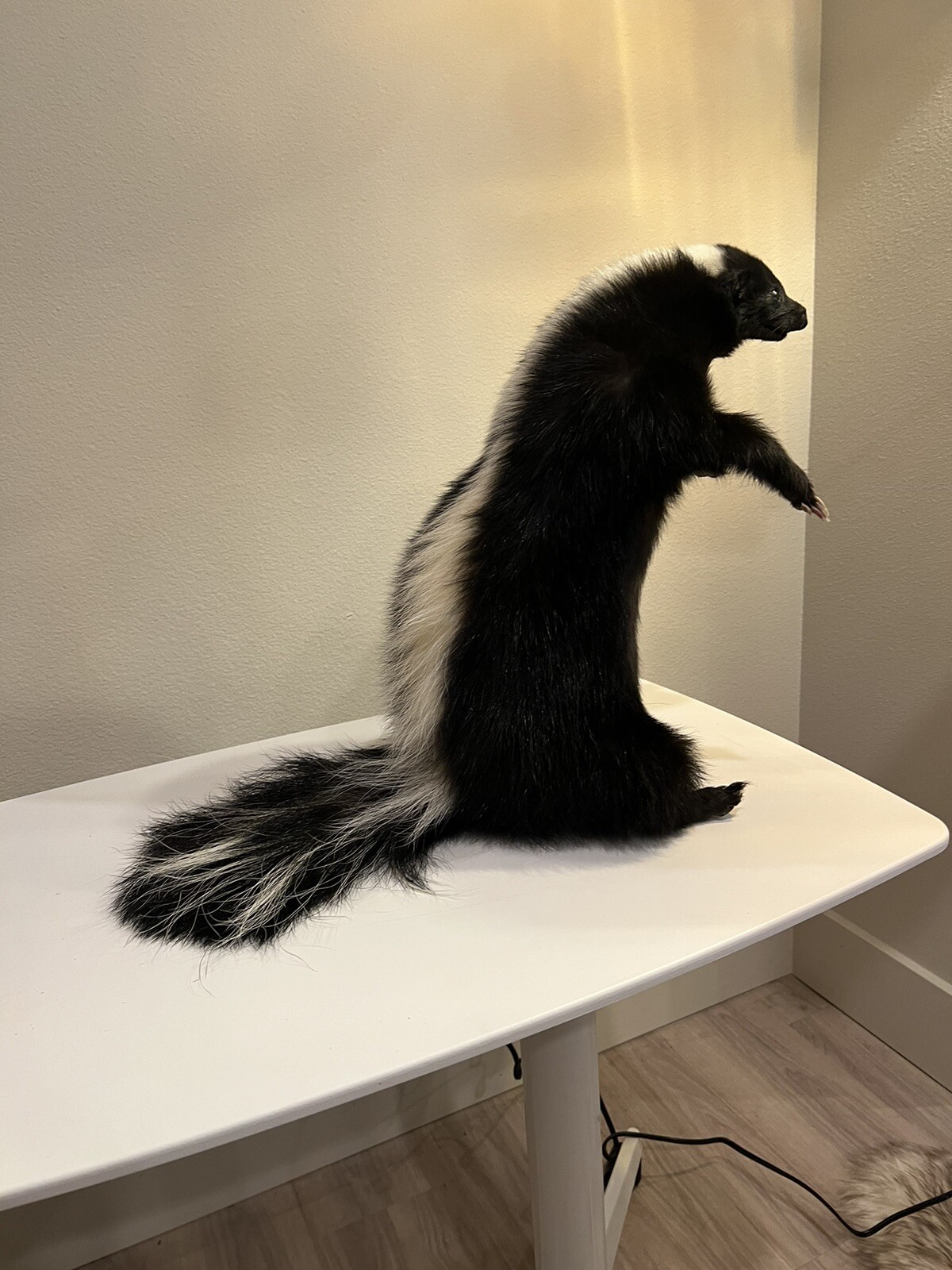 New Long Fur White Fluffly SKUNK Taxidermy Mount | eBay