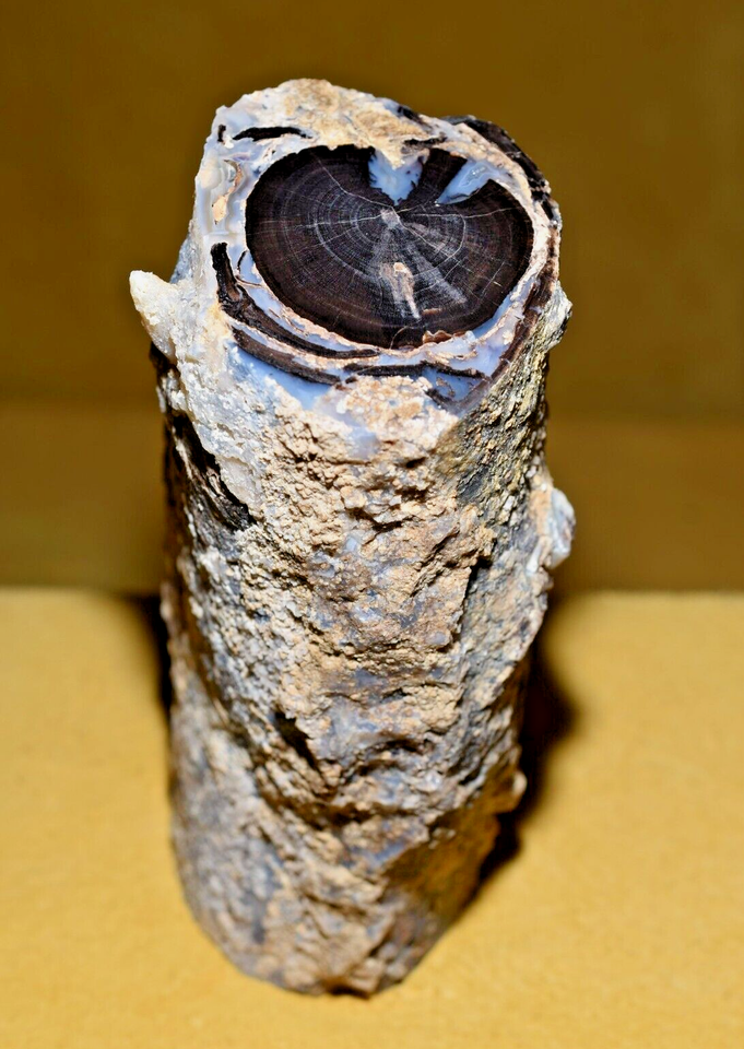 Two Faces Polished Petrified Agatized Wood Tree Trunk W Branch 3Lbs ...