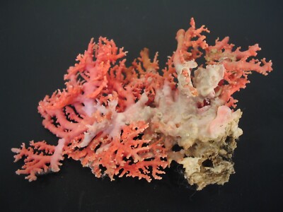 Breathtaking...STYLASTER ROSEUS~92.9mm/3 3/4"~MARINE LIFE | eBay