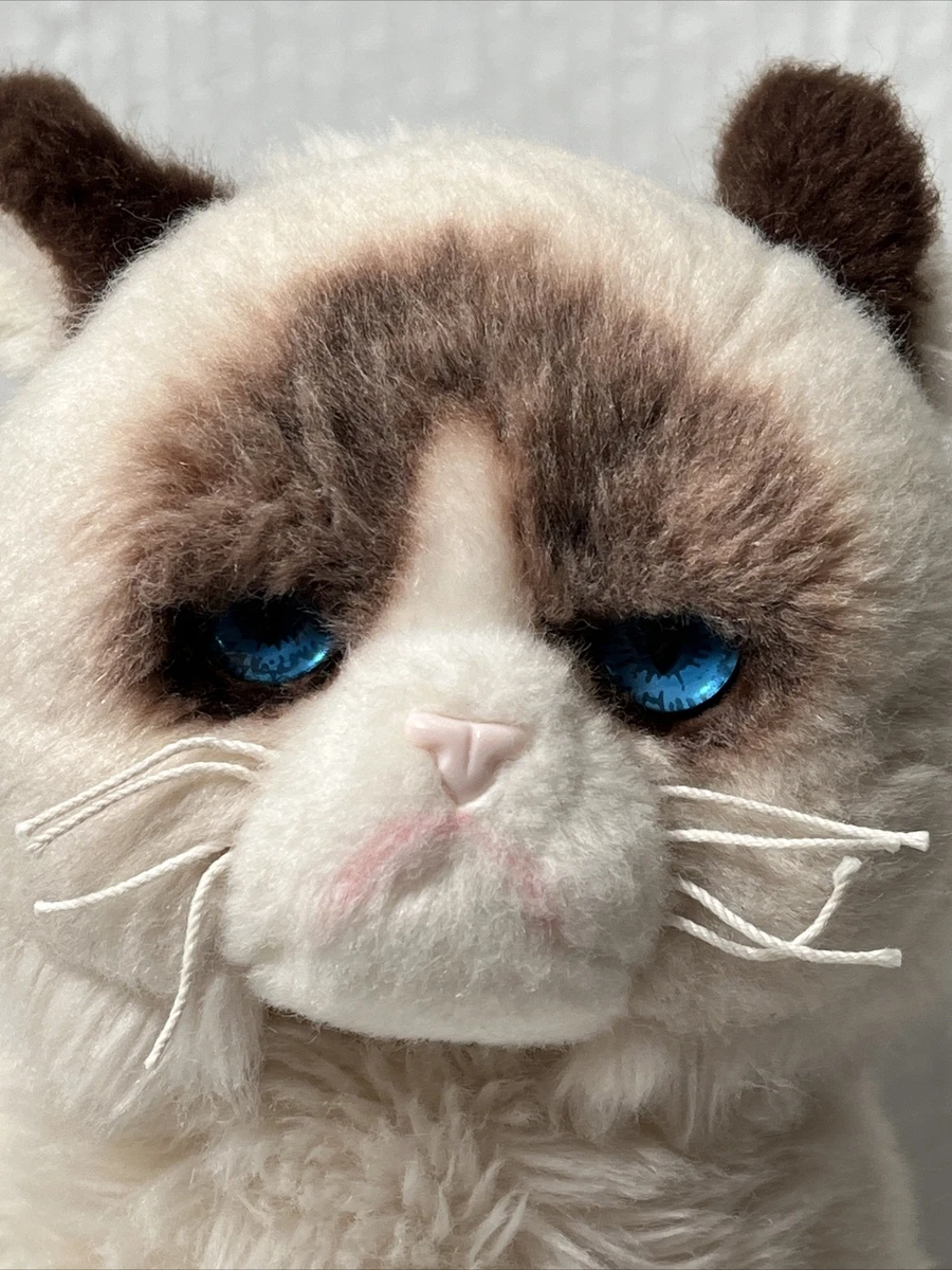 Grumpy Cat Kitten