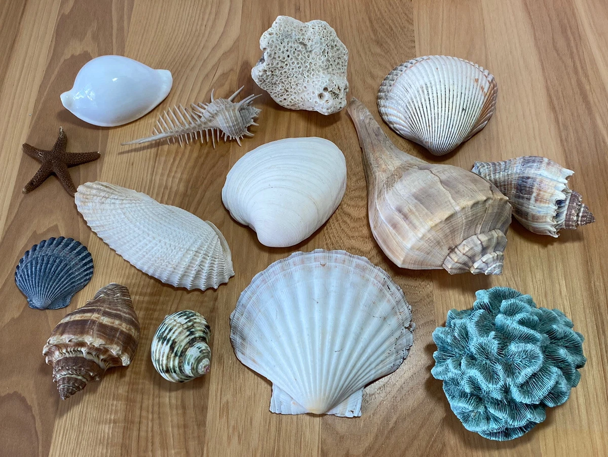 Spiral Seashells Types