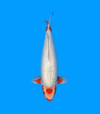 23” Maruten GR ASAGI High Quality JAPANESE Koi live fish standard fin ...