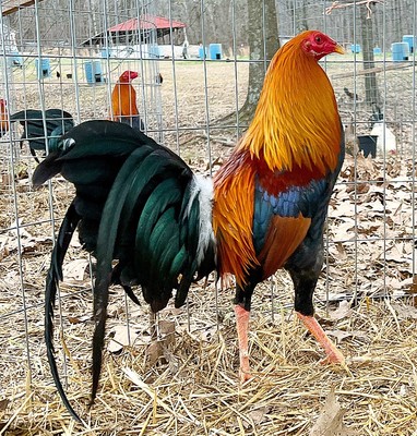 6 Pure Gene Batia Golden Monkey Sweater Gamefowl Poultry Chicken ...