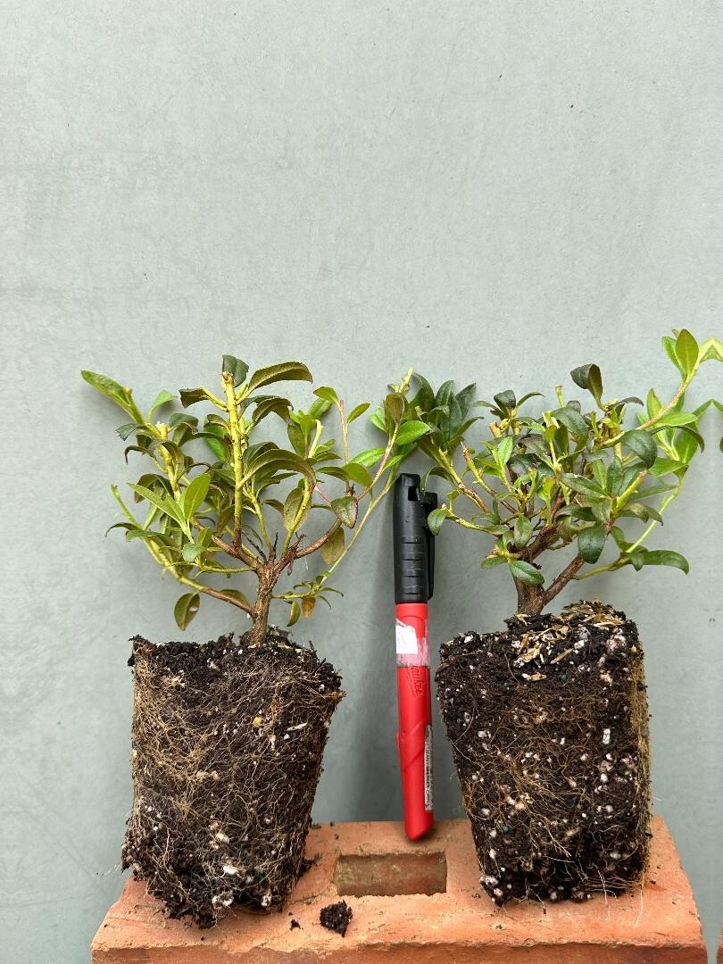 BLUE BARON~ Rhododendron~Well Rooted STARTER Plant~MAY BE DORMANT! | eBay