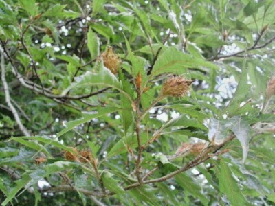 15 FERNLEAF EUROPEAN BEECH SEEDS - Fagus sylvatica ‘Asplenifolia’ | eBay