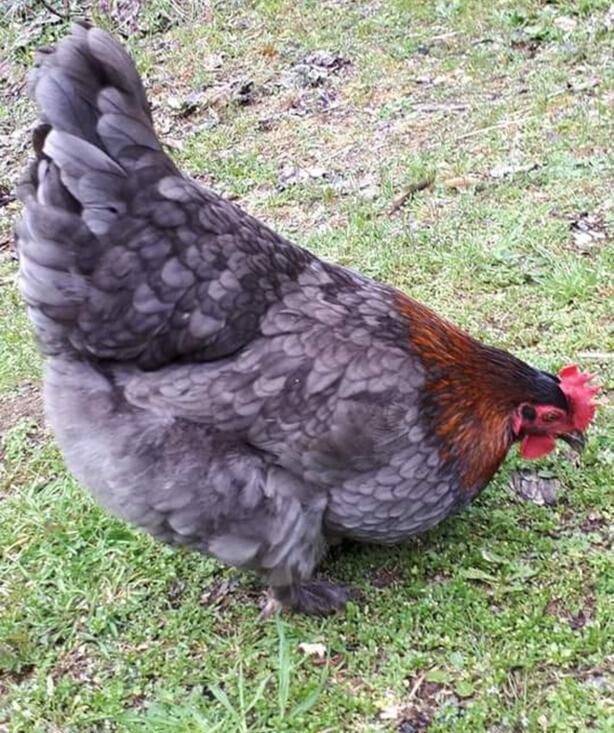 Blue, Splash, Black Copper Maran Hatching Eggs 4+1 | eBay