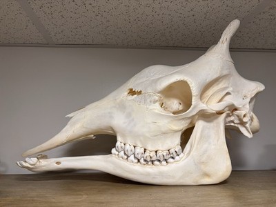 Massive Real Authentic Giraffe Skull Taxidermy Cabin Decor African ...