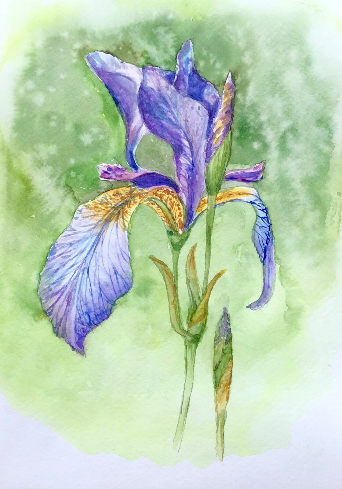 Original brand new watercolor "A purple iris” $50 Home decor art gift ...