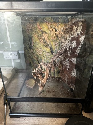 Exo Terra Tree Frog Vivarium | eBay UK