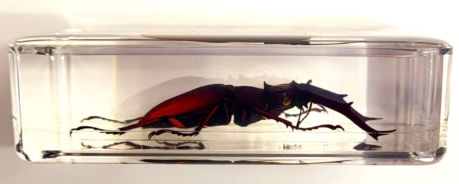 2.9" Real Lucanus Fortunei Saunders Stag Beetle in Lucite Science ...