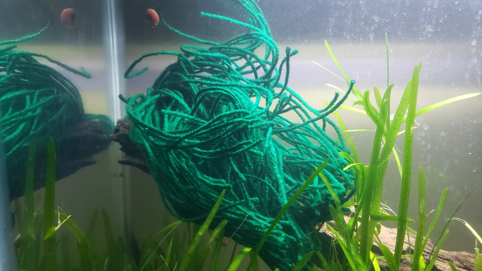 Spawning Mop - Floating or Weightless or Sinking - For Breeding ...