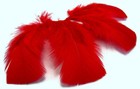 Red Turkey T-Base Plumage Feathers Bridal Corsage Bouquet Decor DIY 20 ...