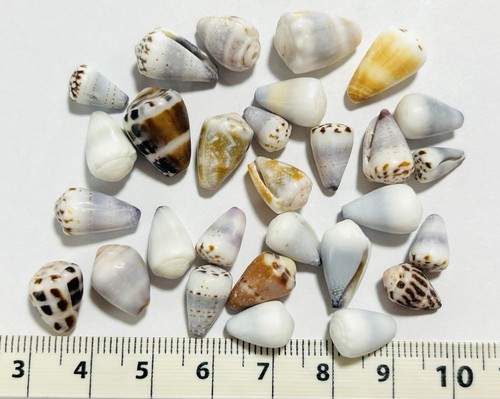 japanese Cone Shell Surf-Tumble small Shells of Okinawa 1.0cm to 1.5cm ...