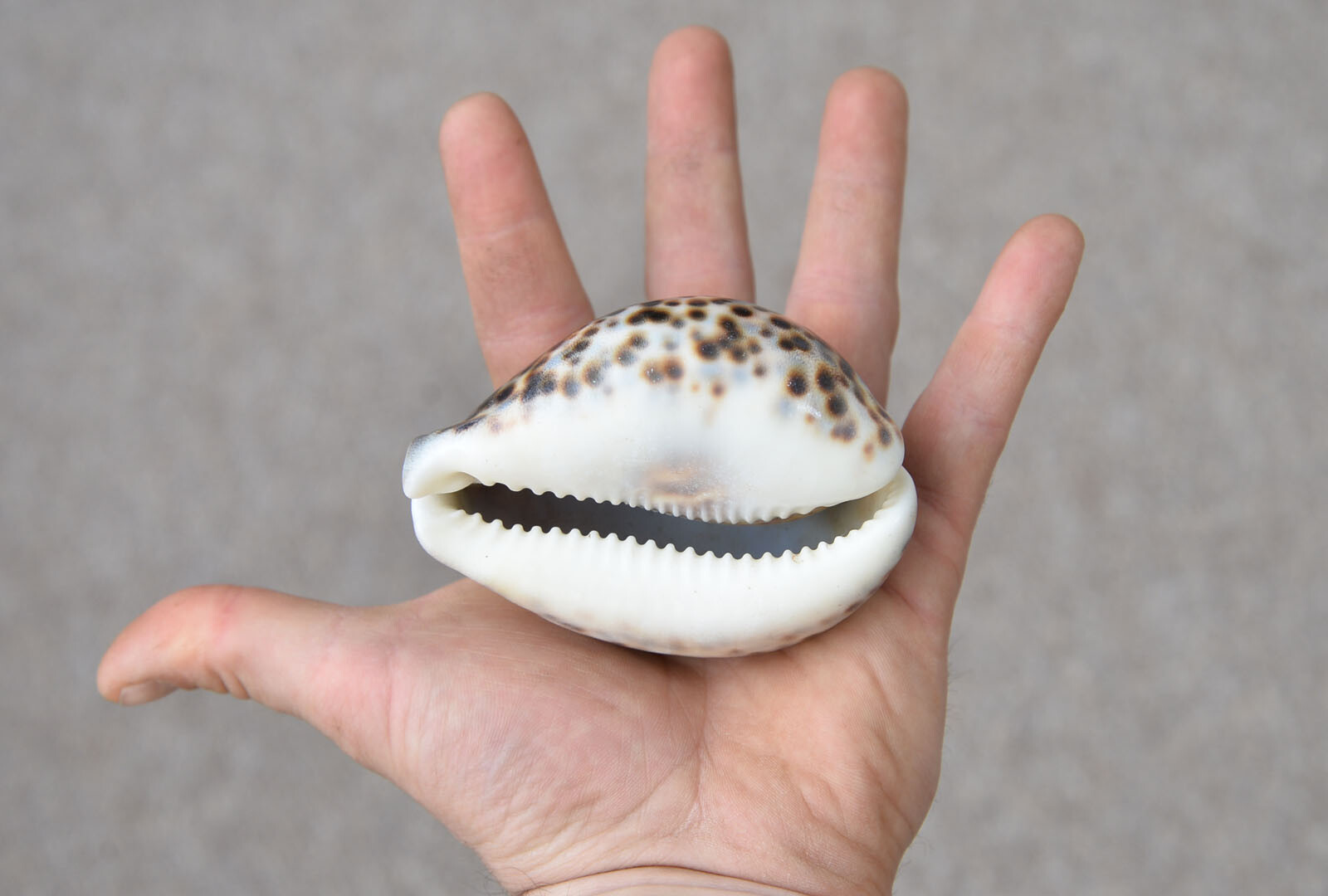 6x Natural Spotted Shells Polished 7-8cm Tiger Cowrie Fish Tank Beach ...